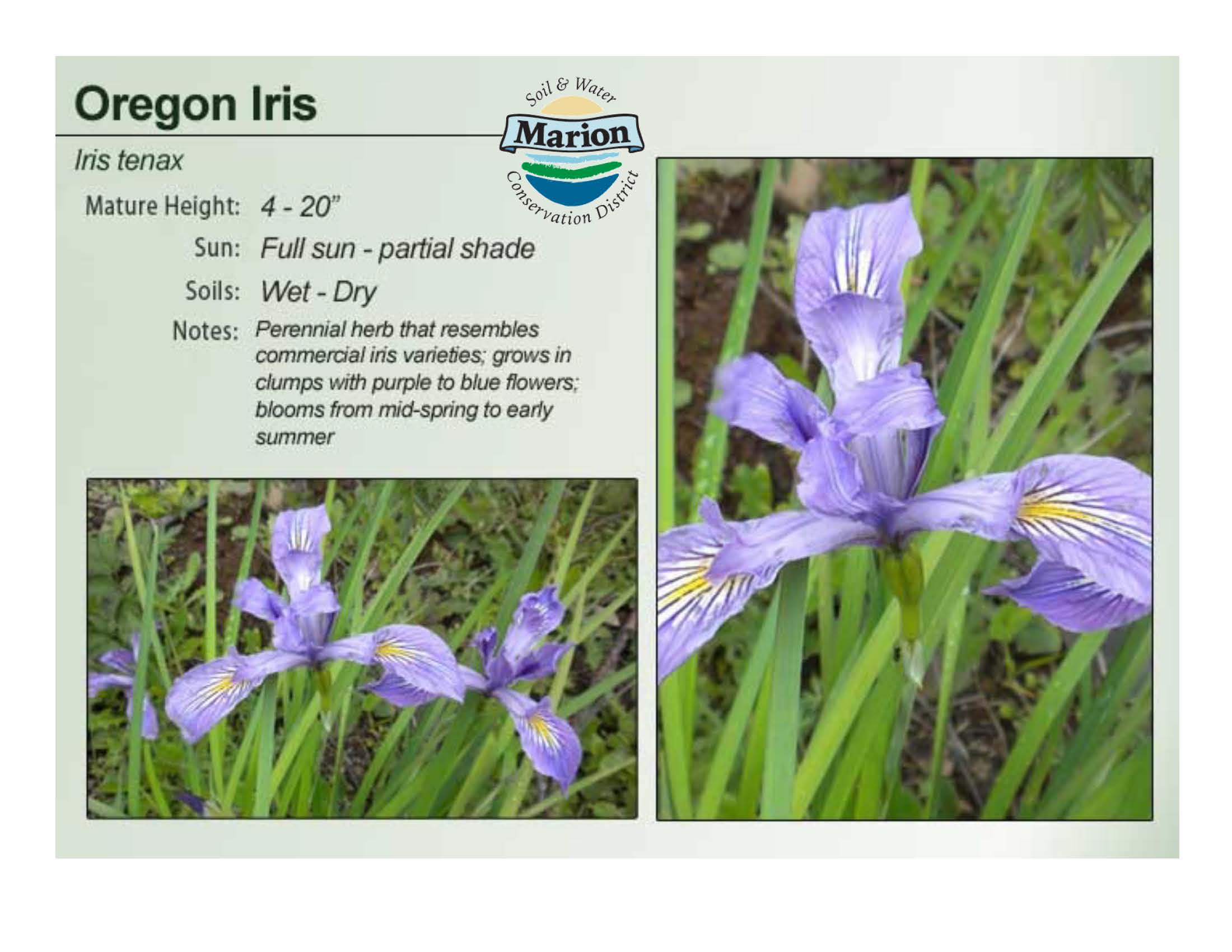 Native Plants – Marion SWCD