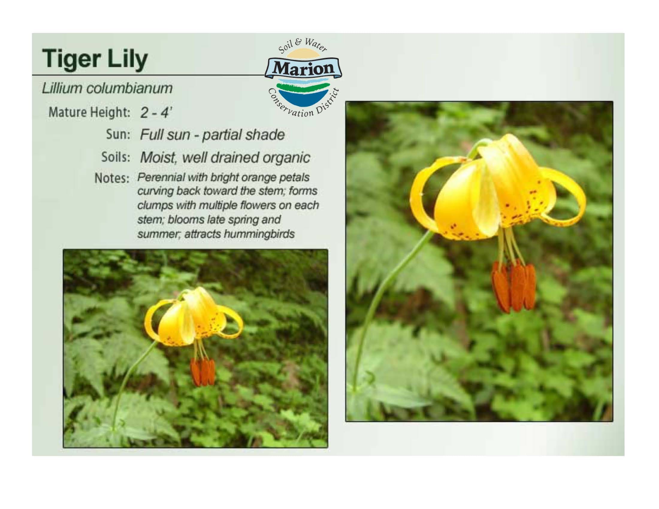 Native Plants – Marion SWCD