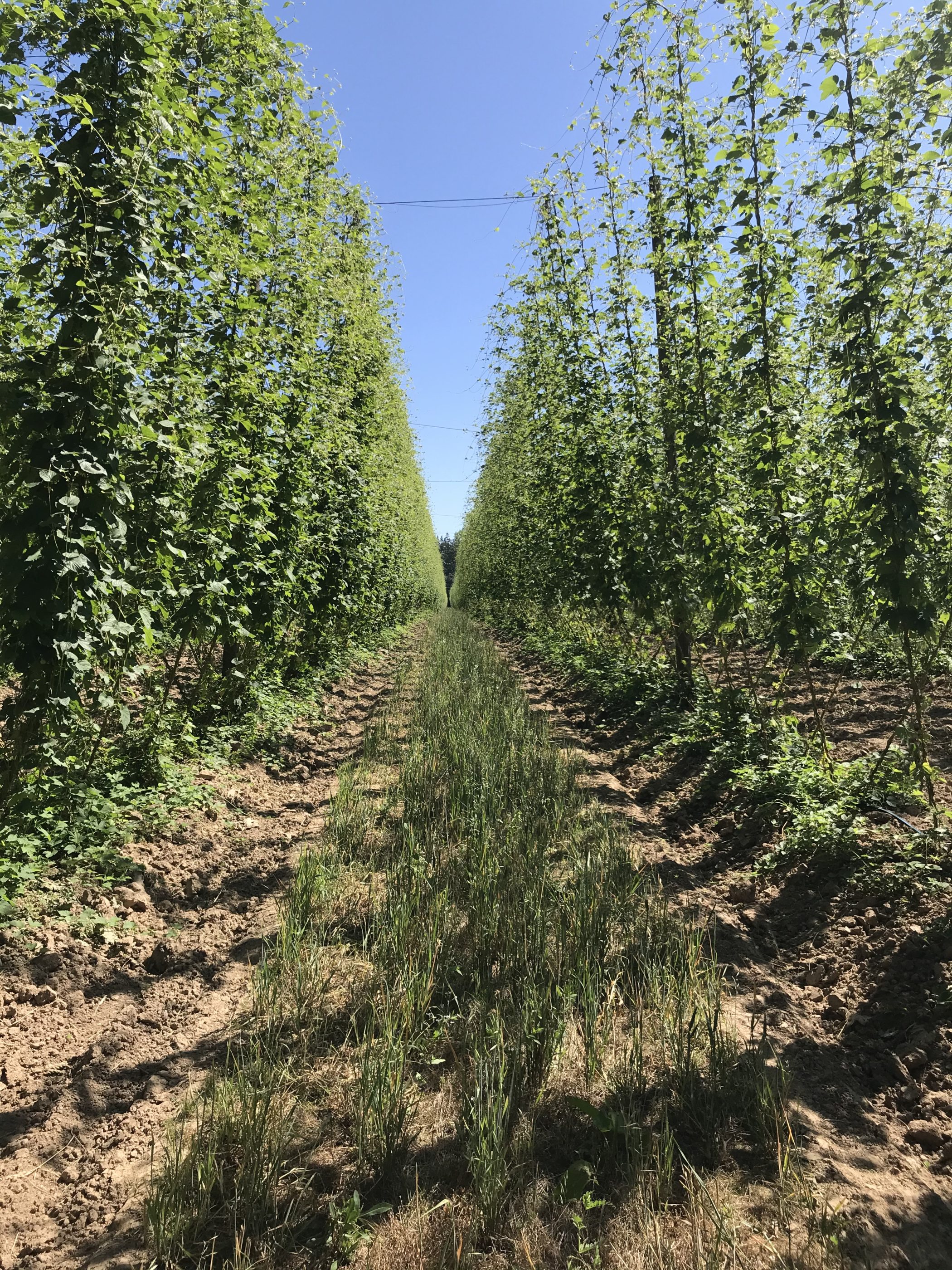 Hops and the Headwaters - Marion SWCD