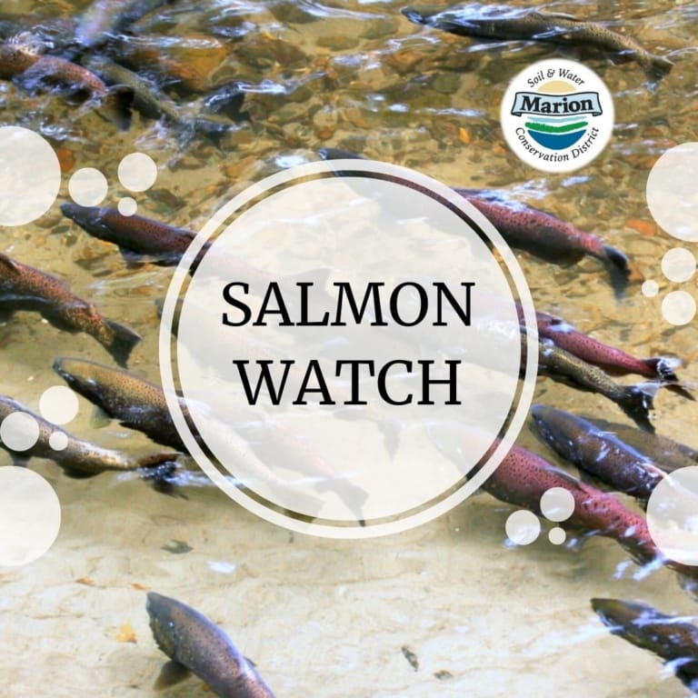 Salmon Watch Field Trips - Marion SWCD