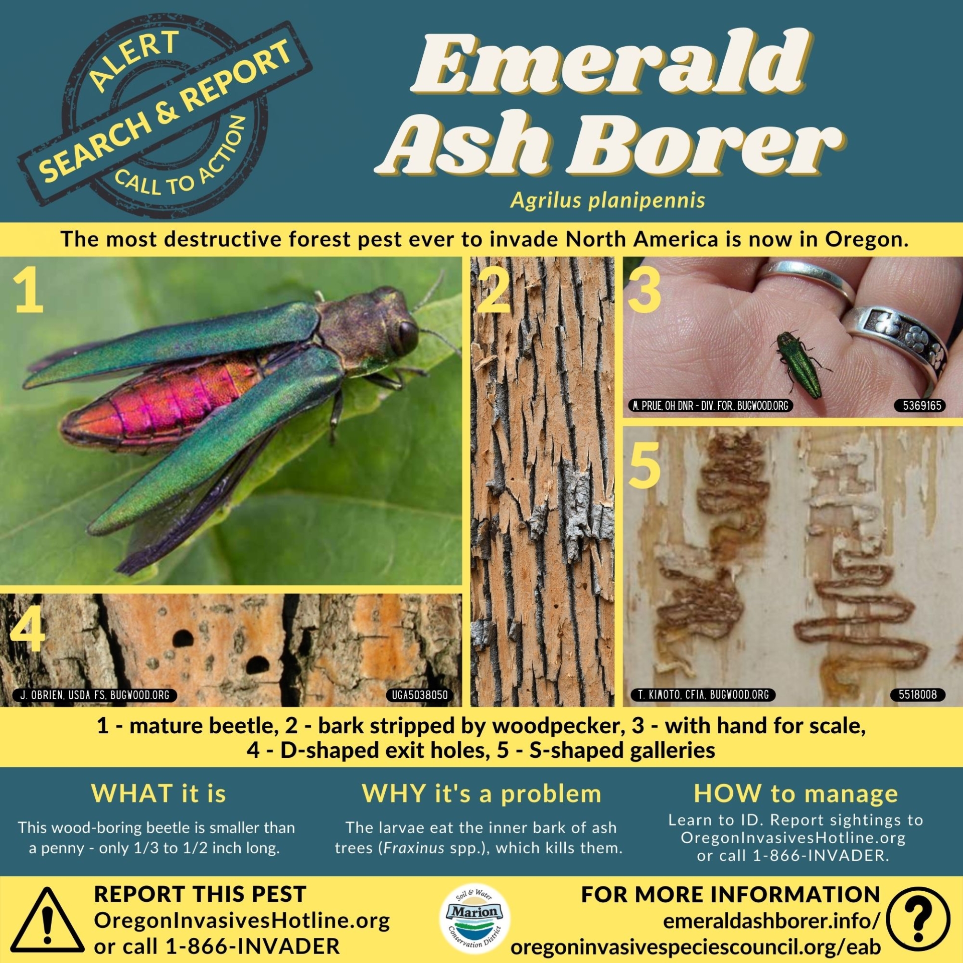 Emerald Ash Borer - Marion SWCD