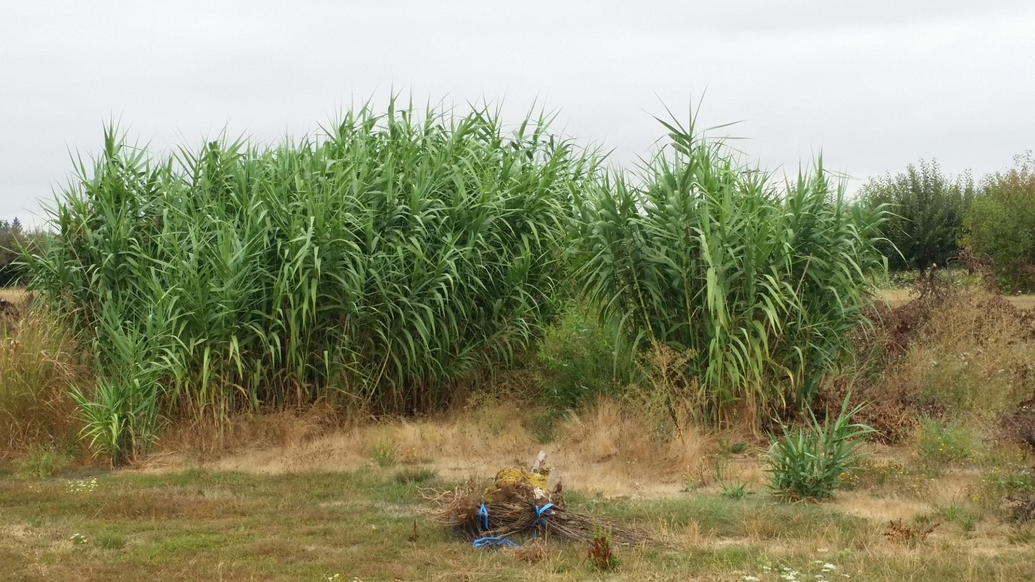 Giant Reed - Marion SWCD