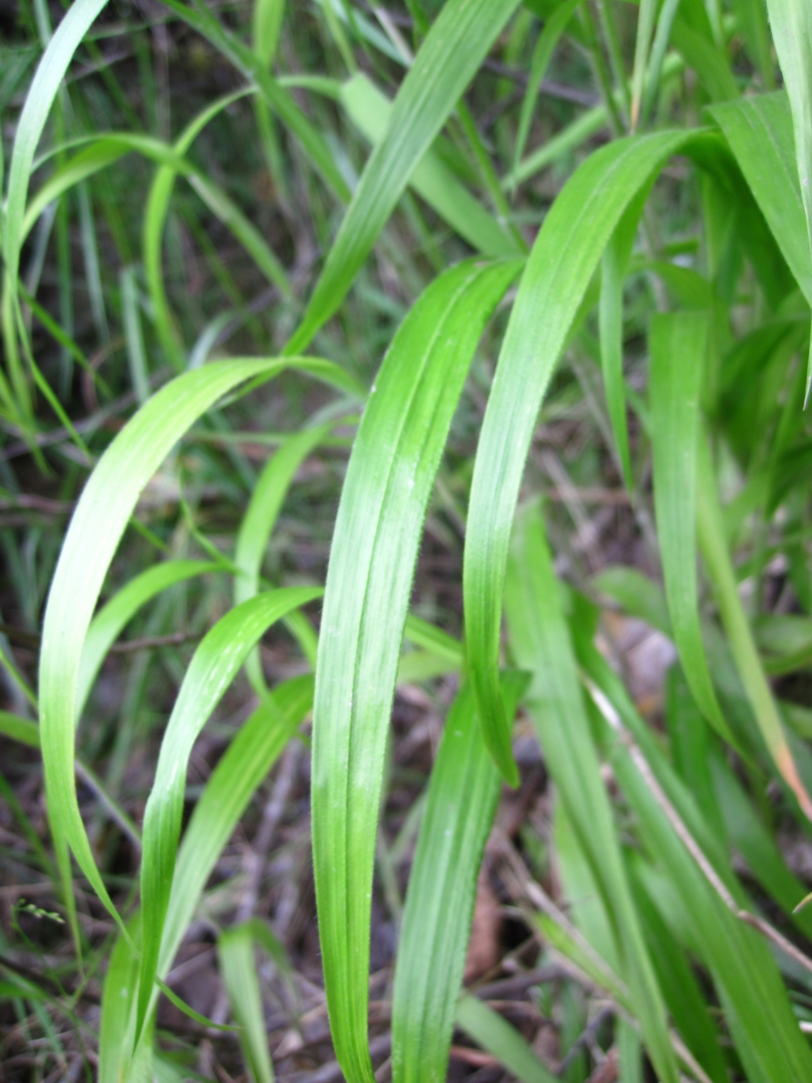 False Brome - Marion SWCD