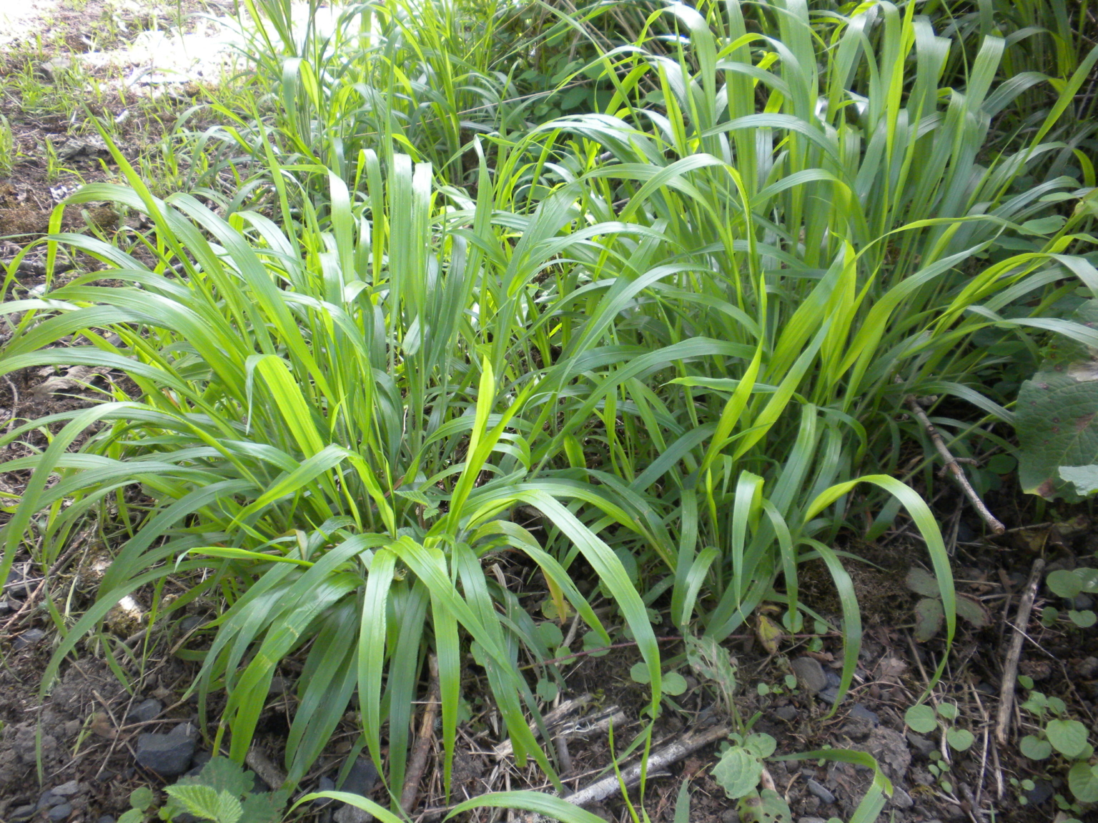 False Brome - Marion SWCD