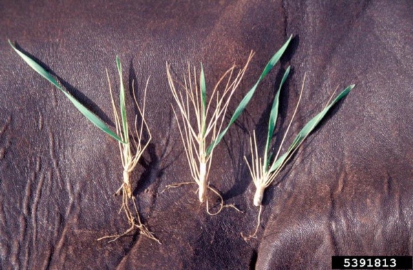 Barbed Goat Grass - Marion SWCD