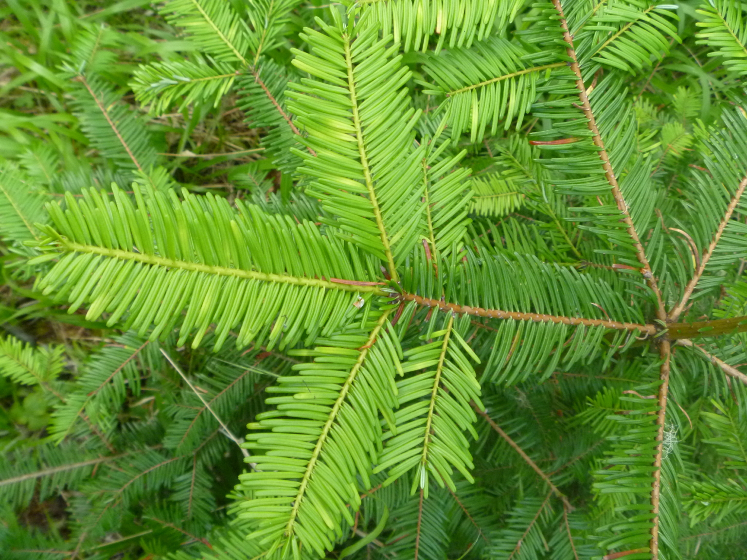 Grand Fir - Marion SWCD