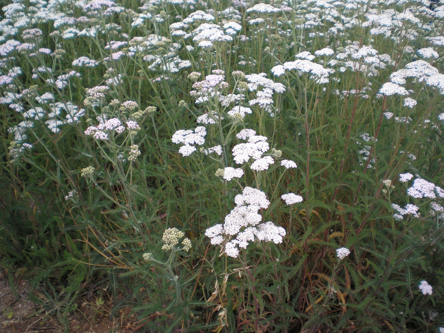 Western Yarrow - Marion SWCD