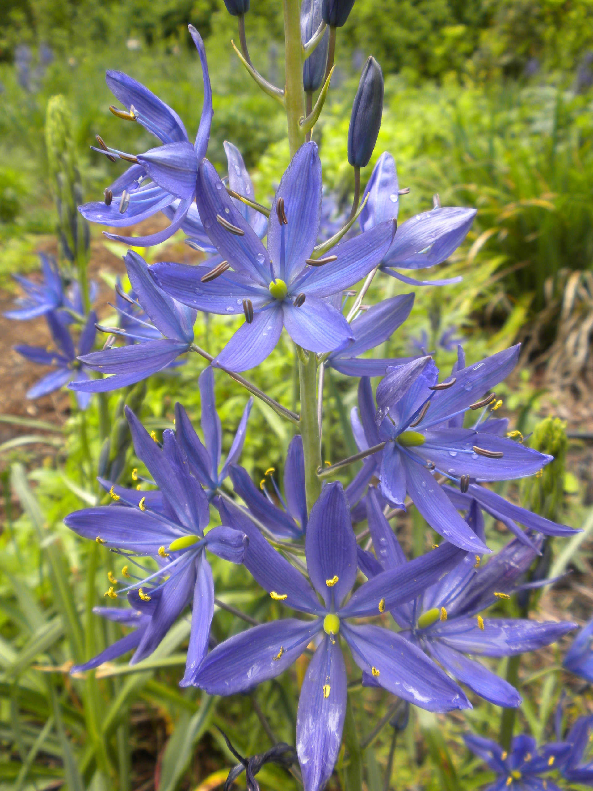 Common Camas - Marion SWCD