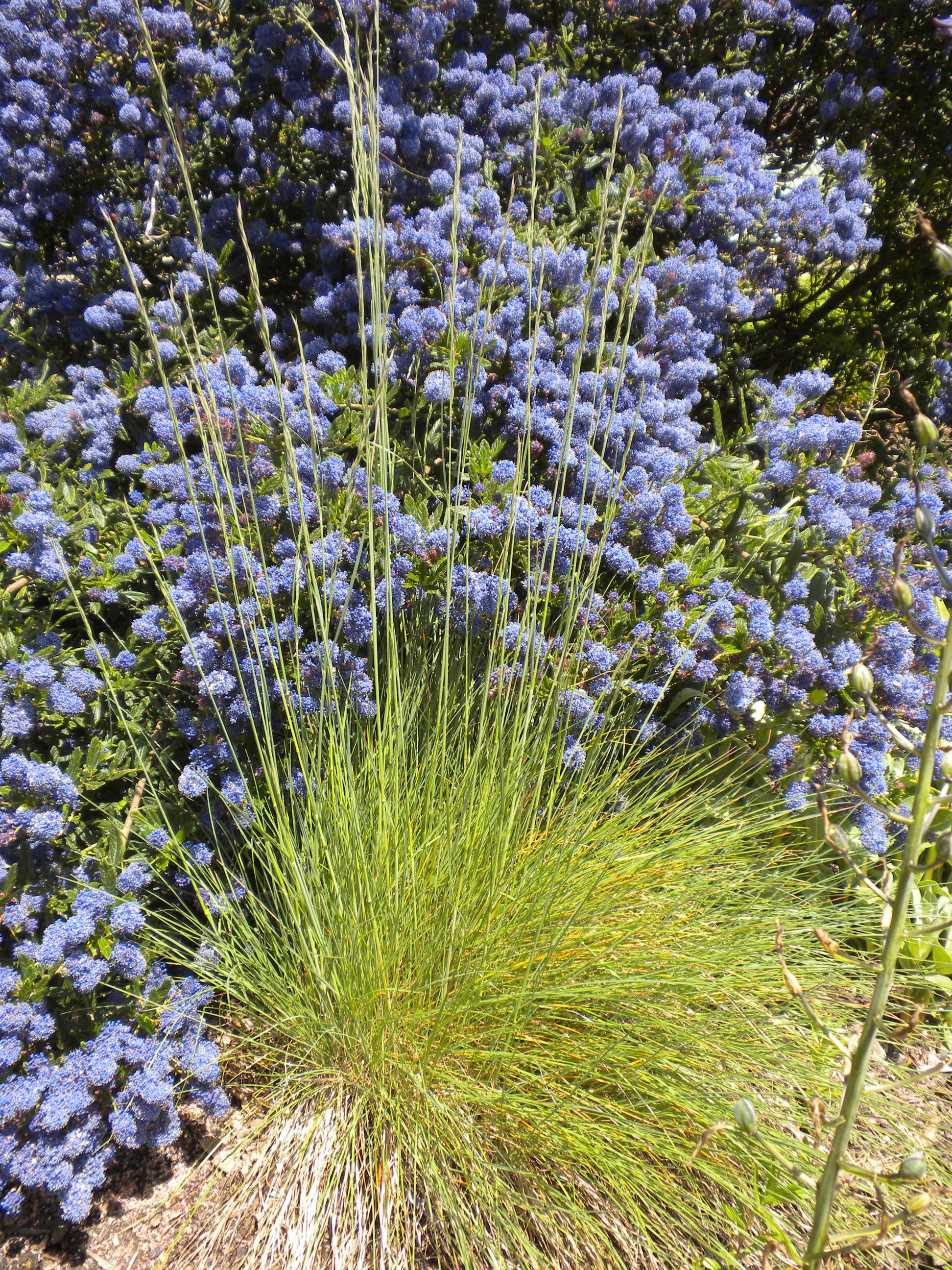 Roemer’s Fescue - Marion SWCD