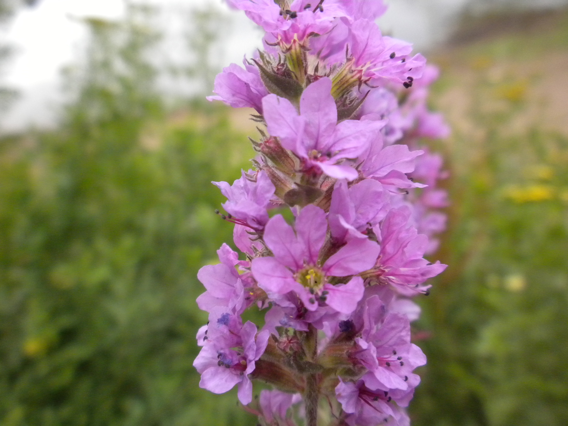 Purple Loosestrife - Marion SWCD