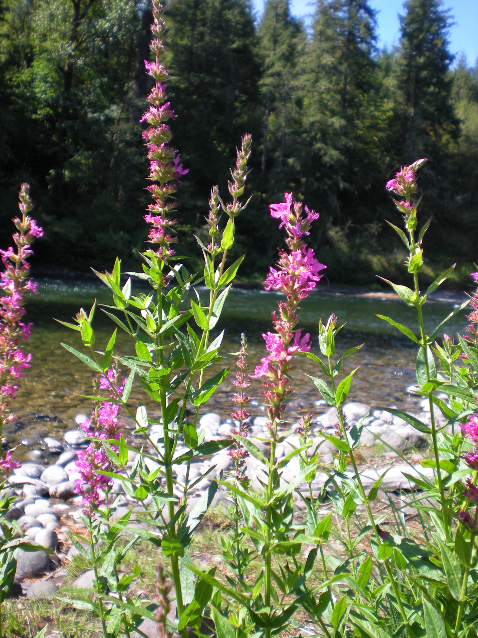 Purple Loosestrife - Marion SWCD