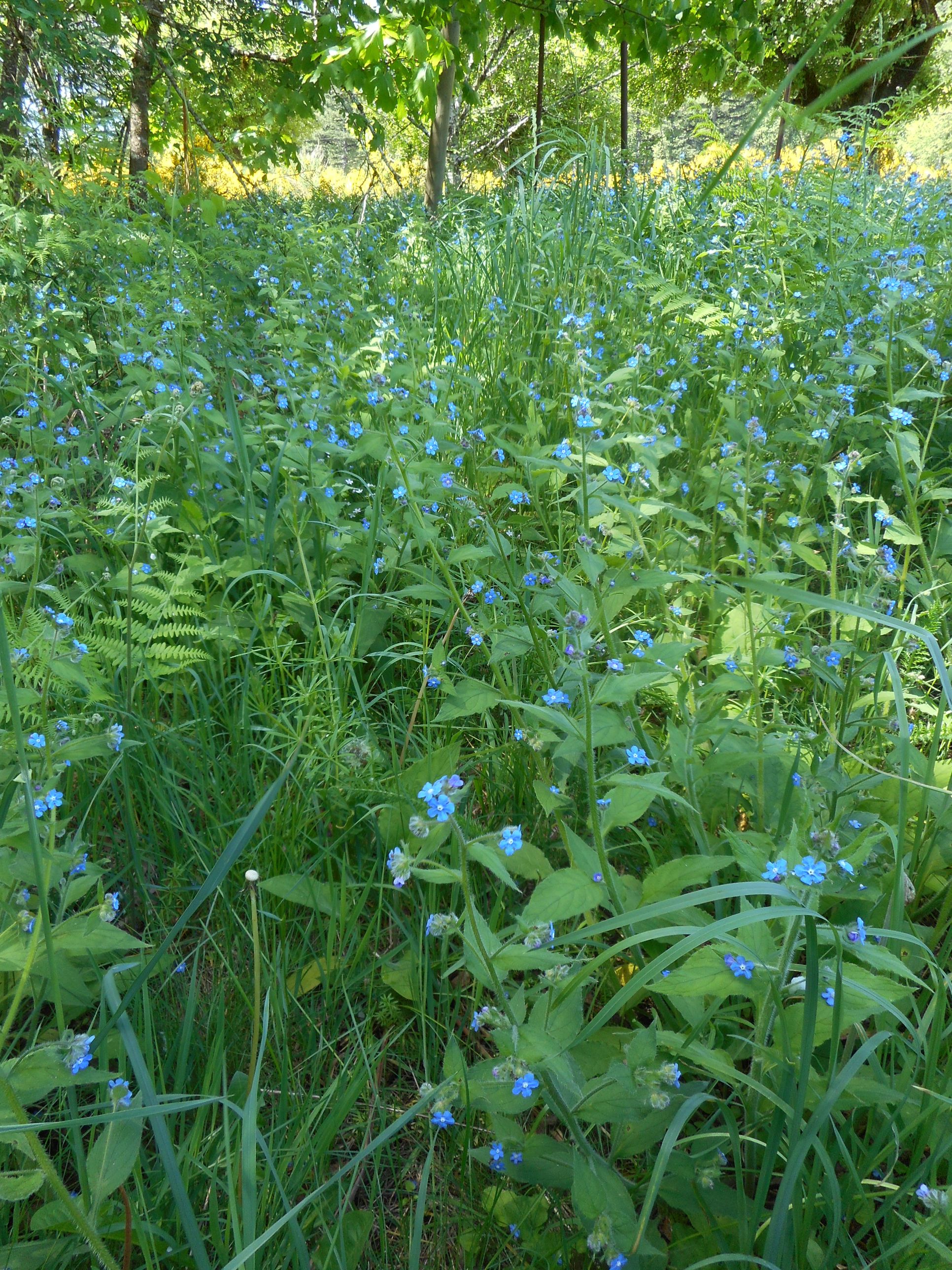 Evergreen Bugloss - Marion SWCD