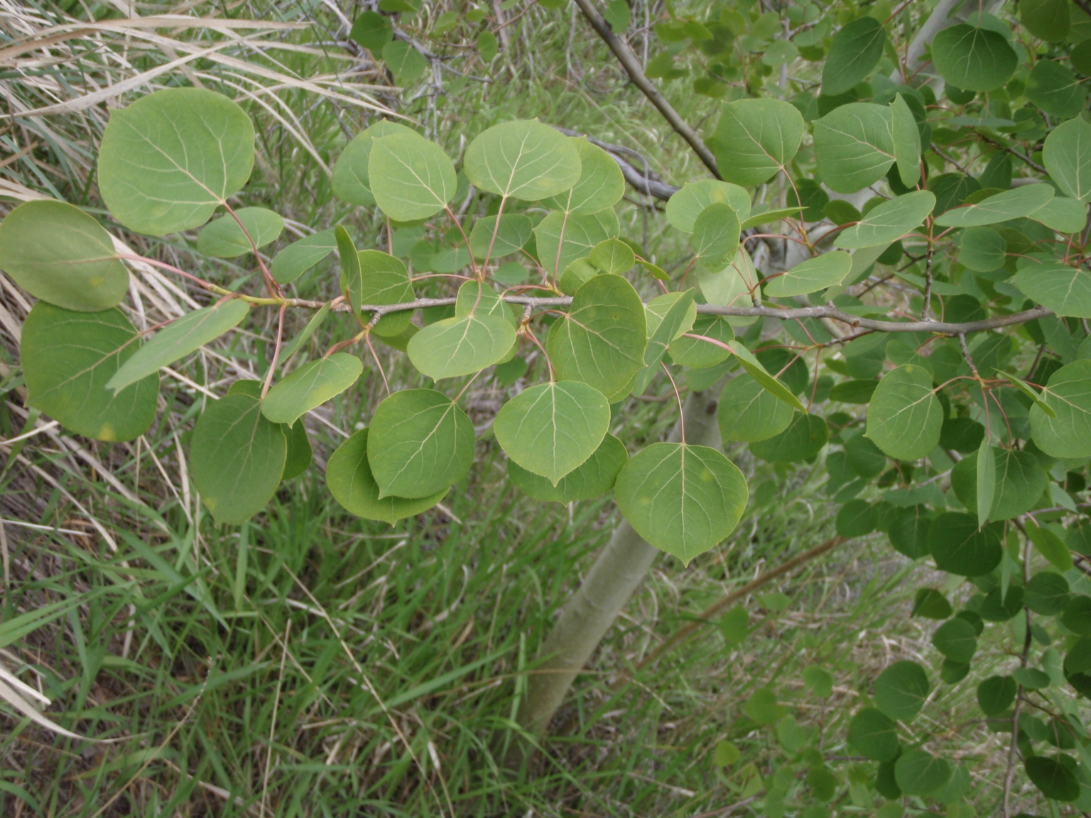 Quaking Aspen - Marion SWCD
