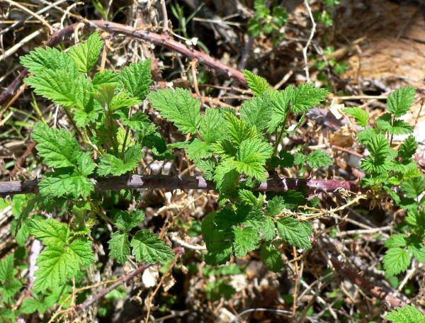 Blackcap Raspberry - Marion SWCD