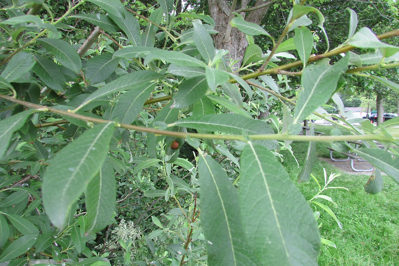 Pacific Willow - Marion SWCD