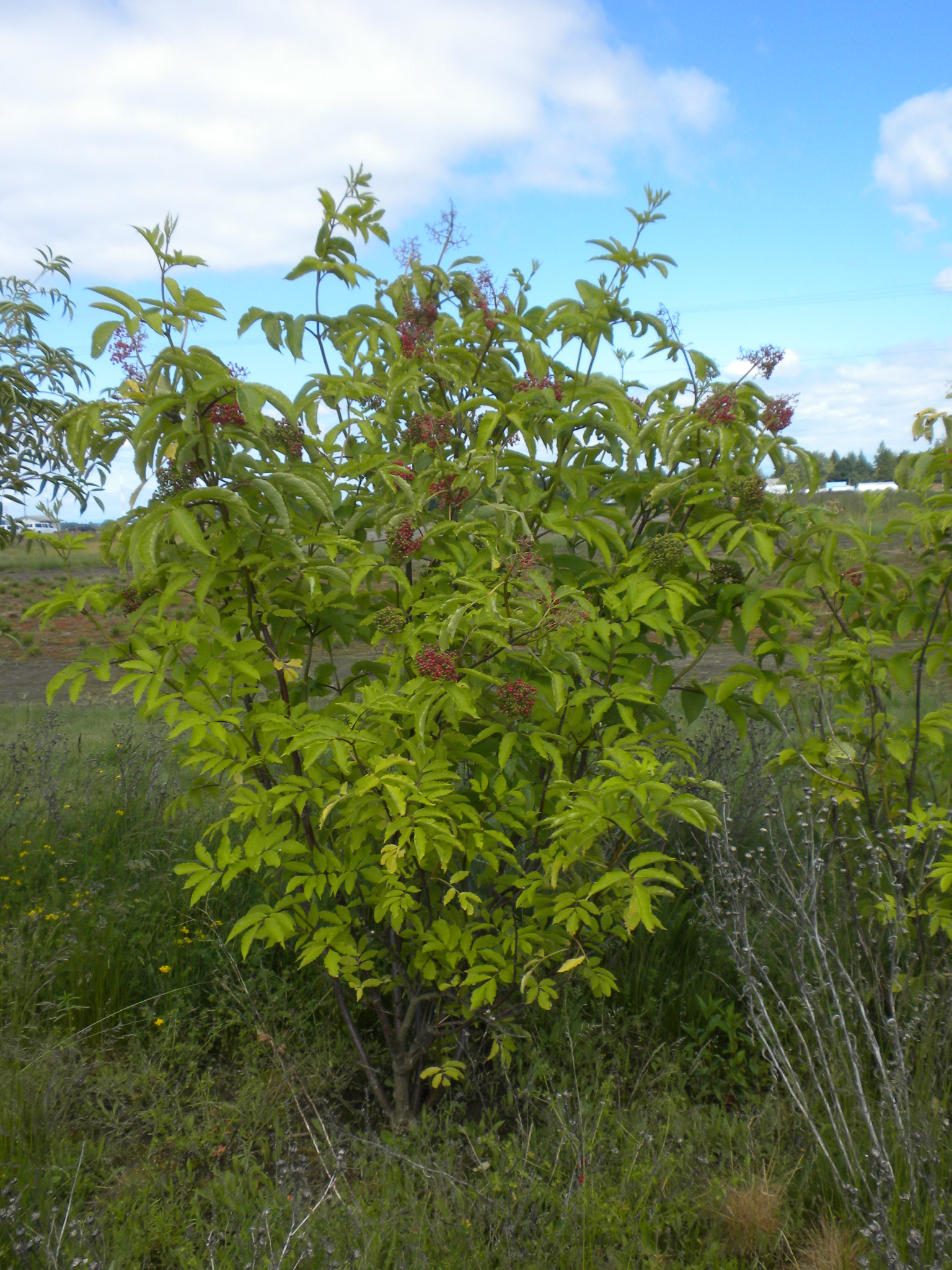 Red Elderberry - Marion SWCD