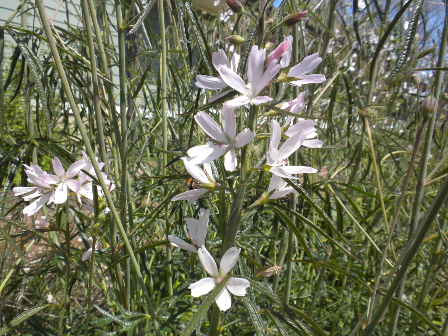 Meadow Checkermallow - Marion SWCD