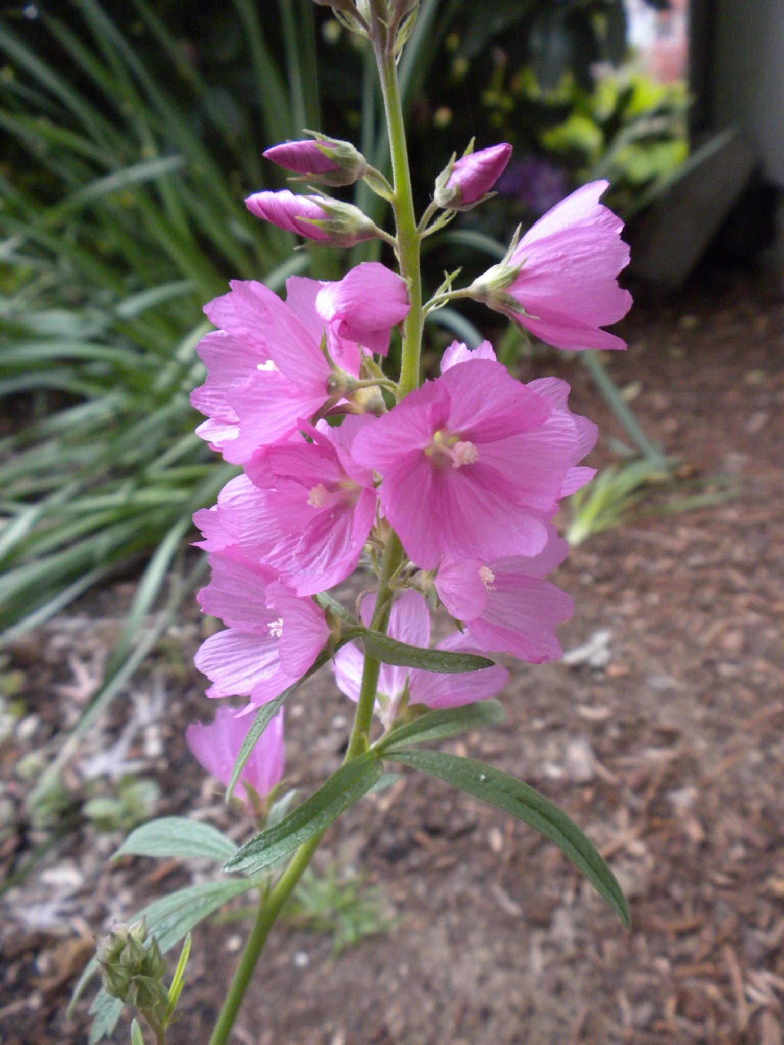 Rose Checkermallow - Marion SWCD