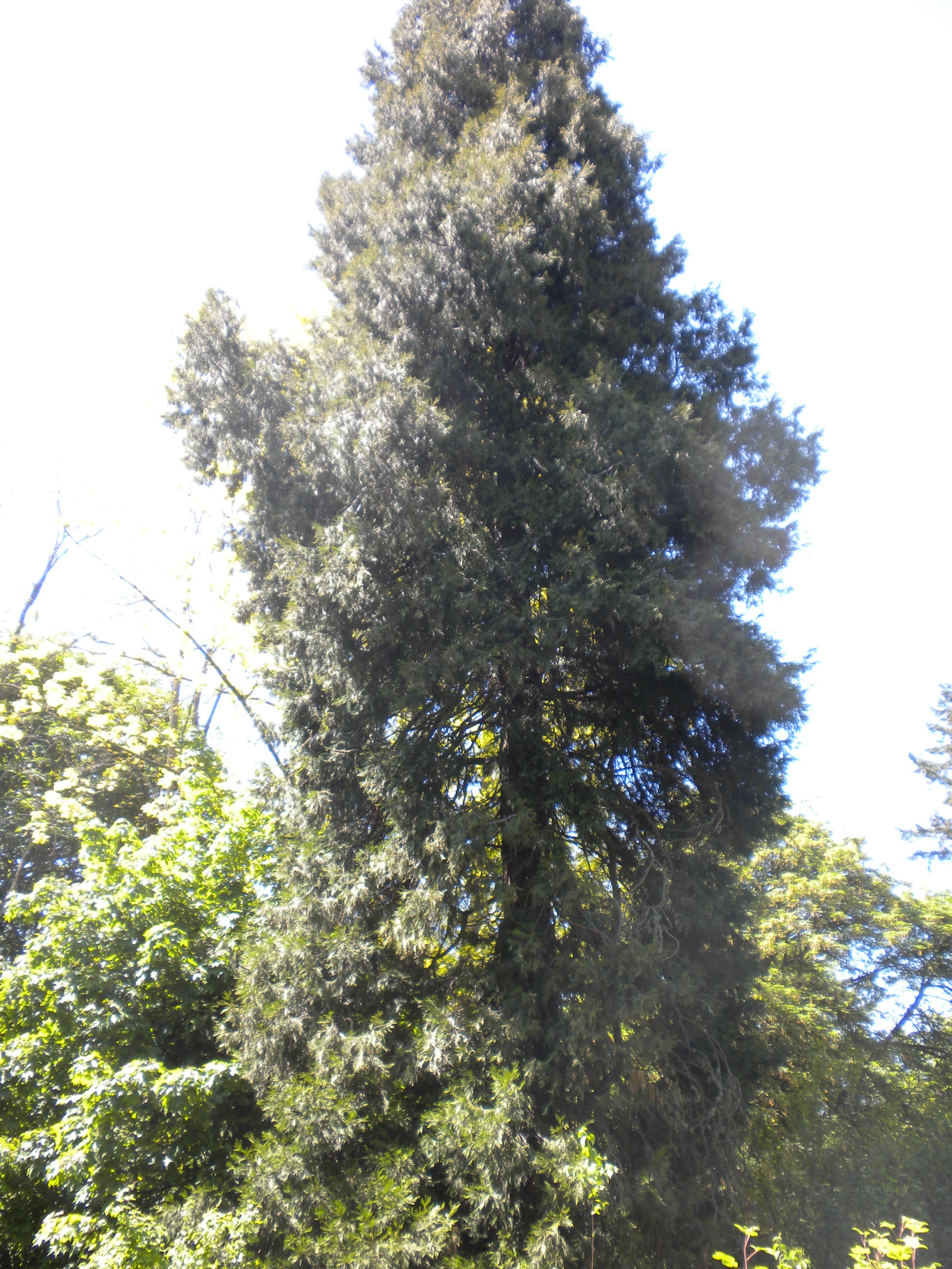 Western Red Cedar - Marion SWCD