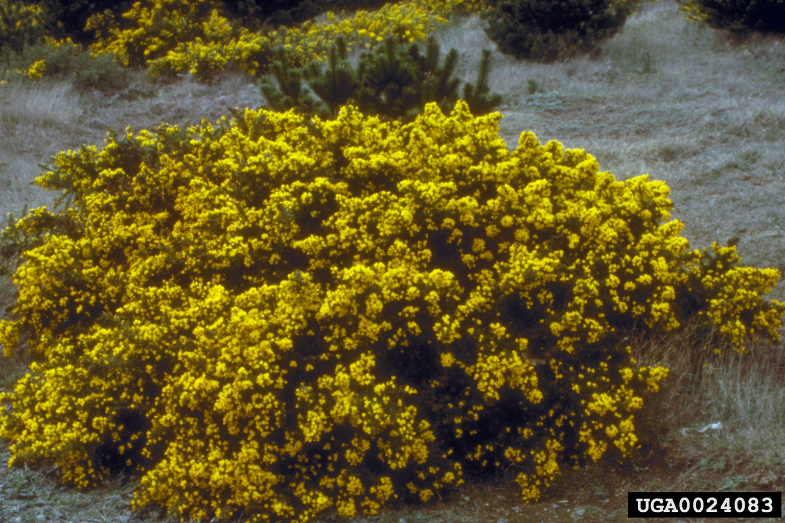 Gorse - Marion SWCD