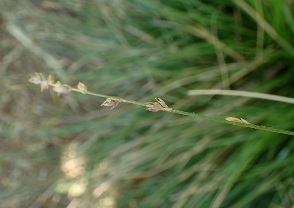 Foothill Sedge - Marion SWCD