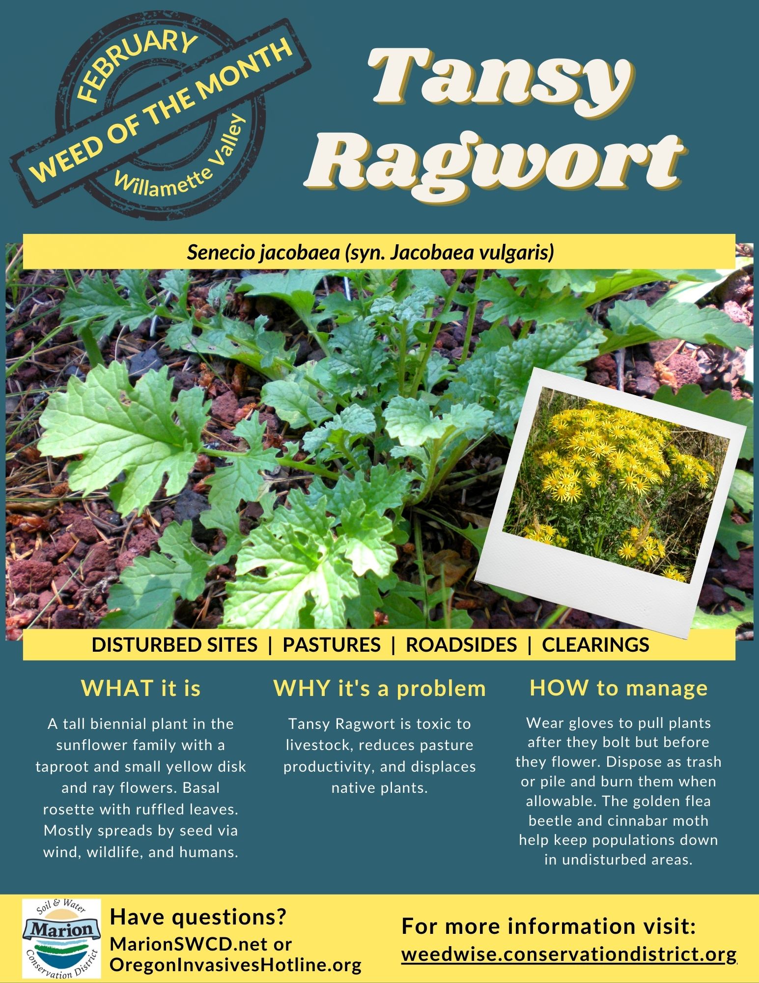 Weed of the Month: Tansy Ragwort - Marion SWCD