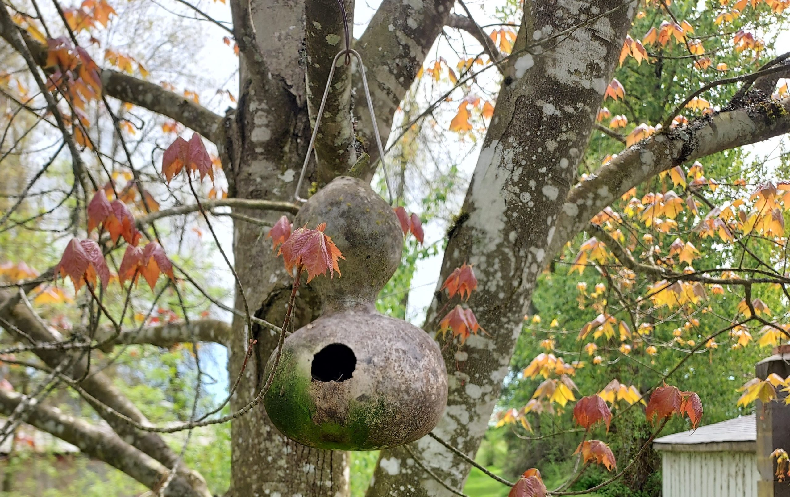 Grow a Bird House! - Marion SWCD