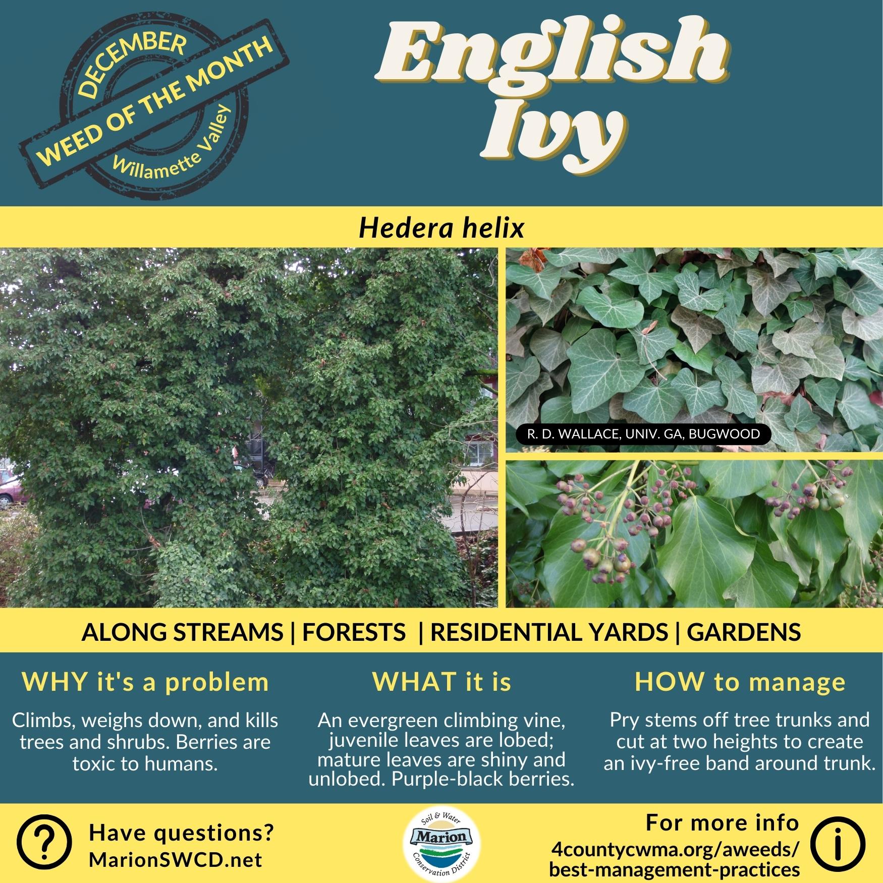 Weed of the Month: English Ivy - Marion SWCD