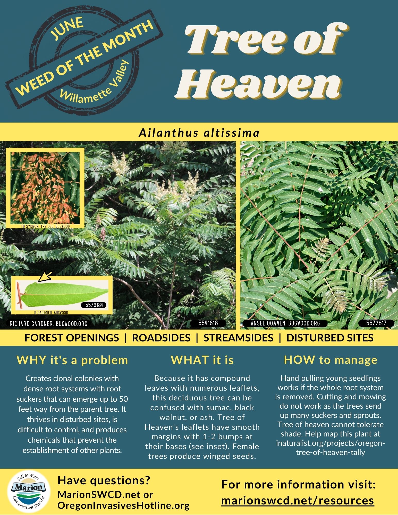 Weed of the Month: Tree of Heaven - Marion SWCD