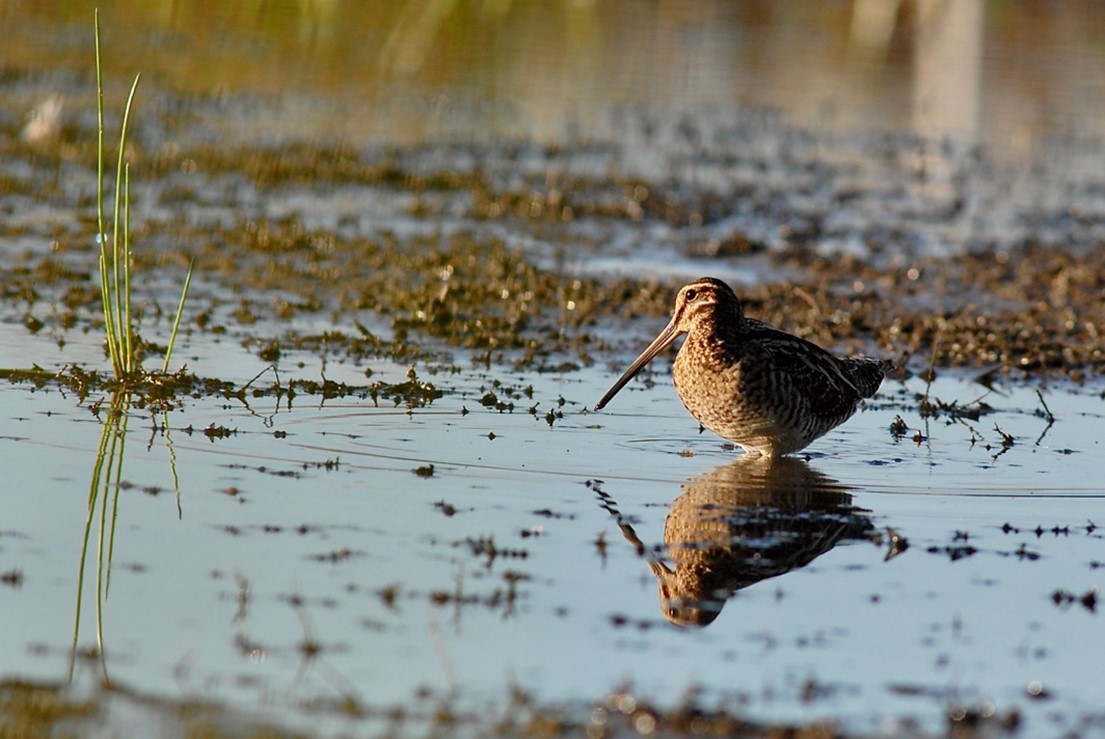 Snipe Are Real - Marion SWCD