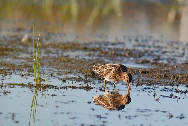 Snipe Are Real - Marion SWCD