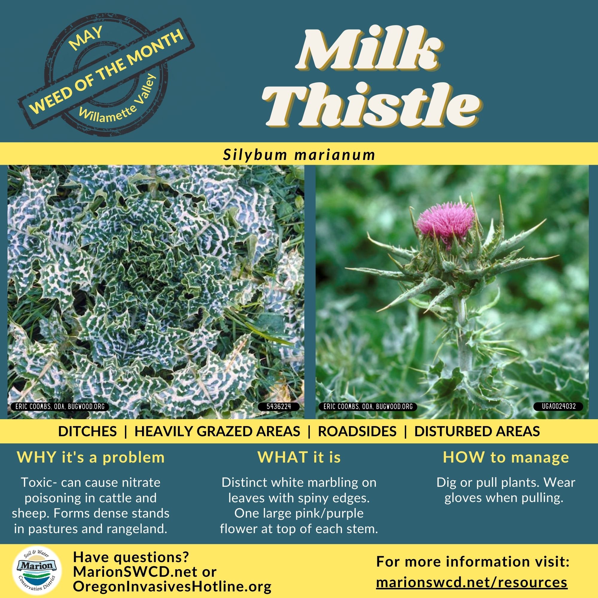 Weed of the Month: Milk Thistle - Marion SWCD