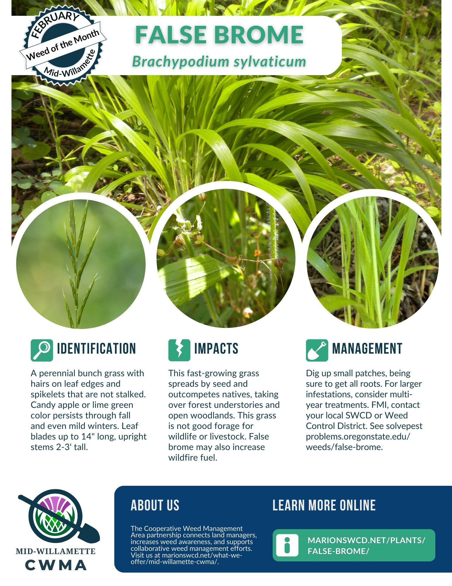Weed of the Month: False Brome - Marion SWCD