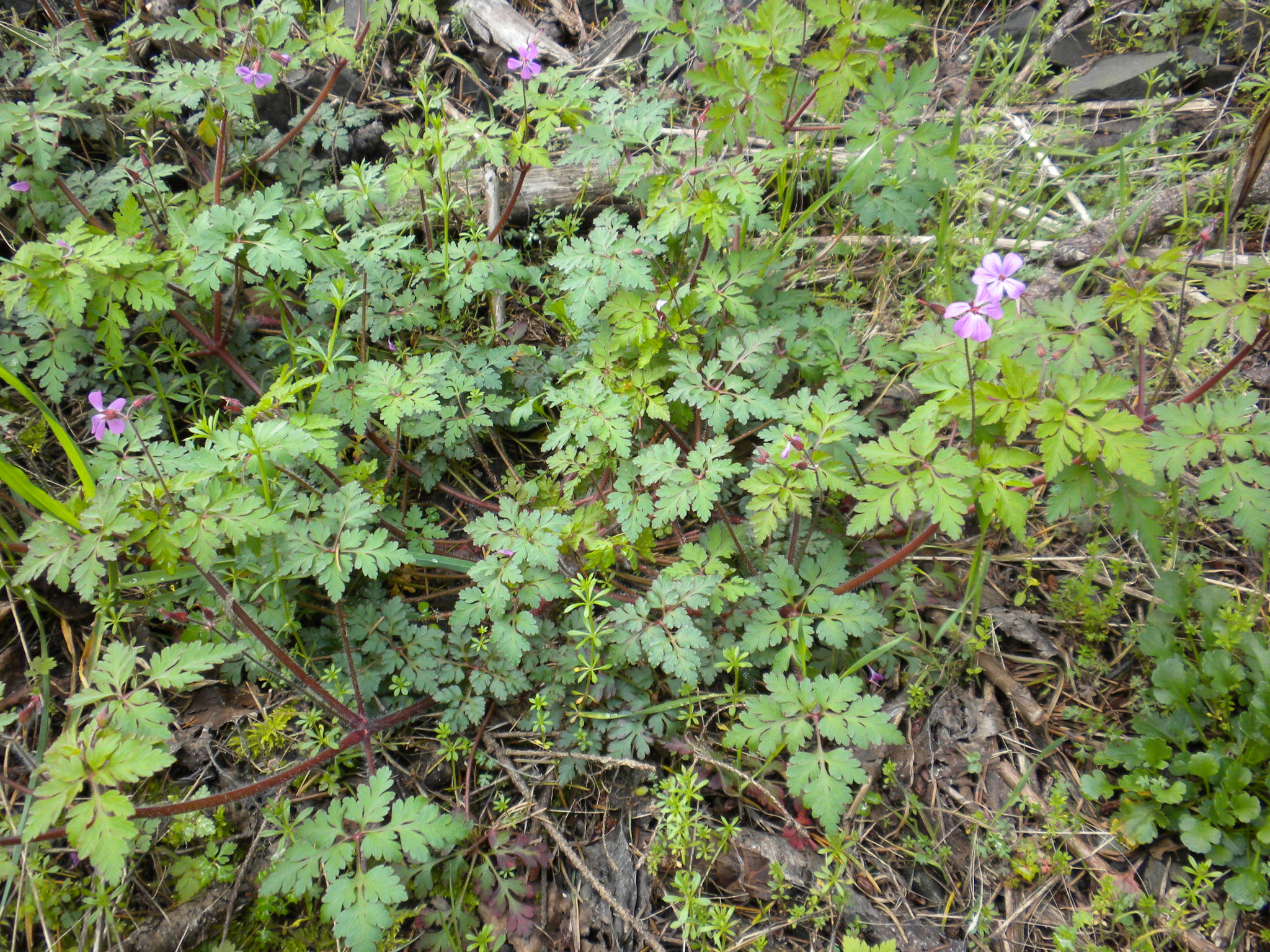 Herb Robert - Marion SWCD