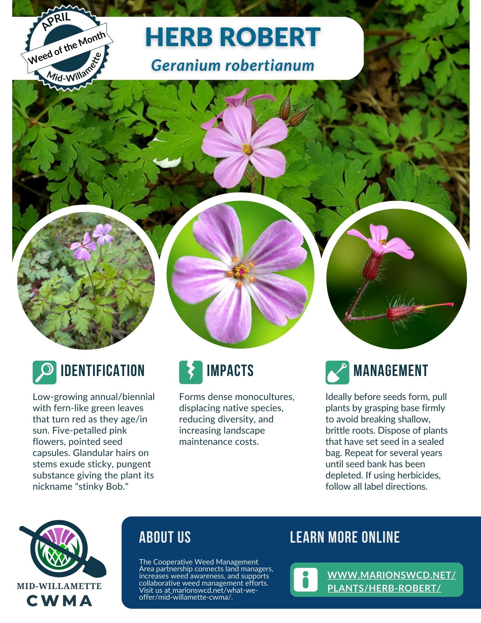 Weed of the Month: Herb Robert - Marion SWCD