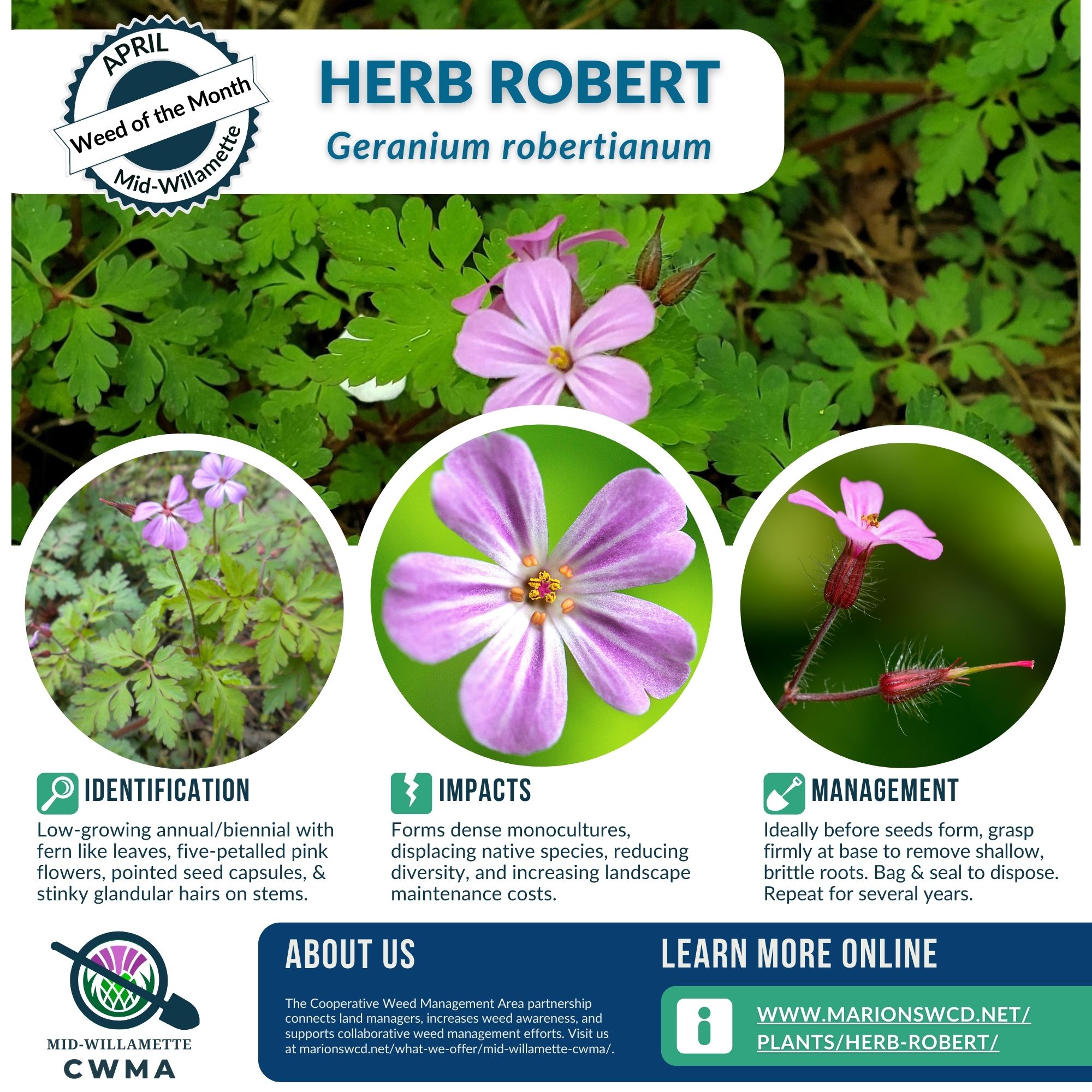 Weed of the Month: Herb Robert - Marion SWCD