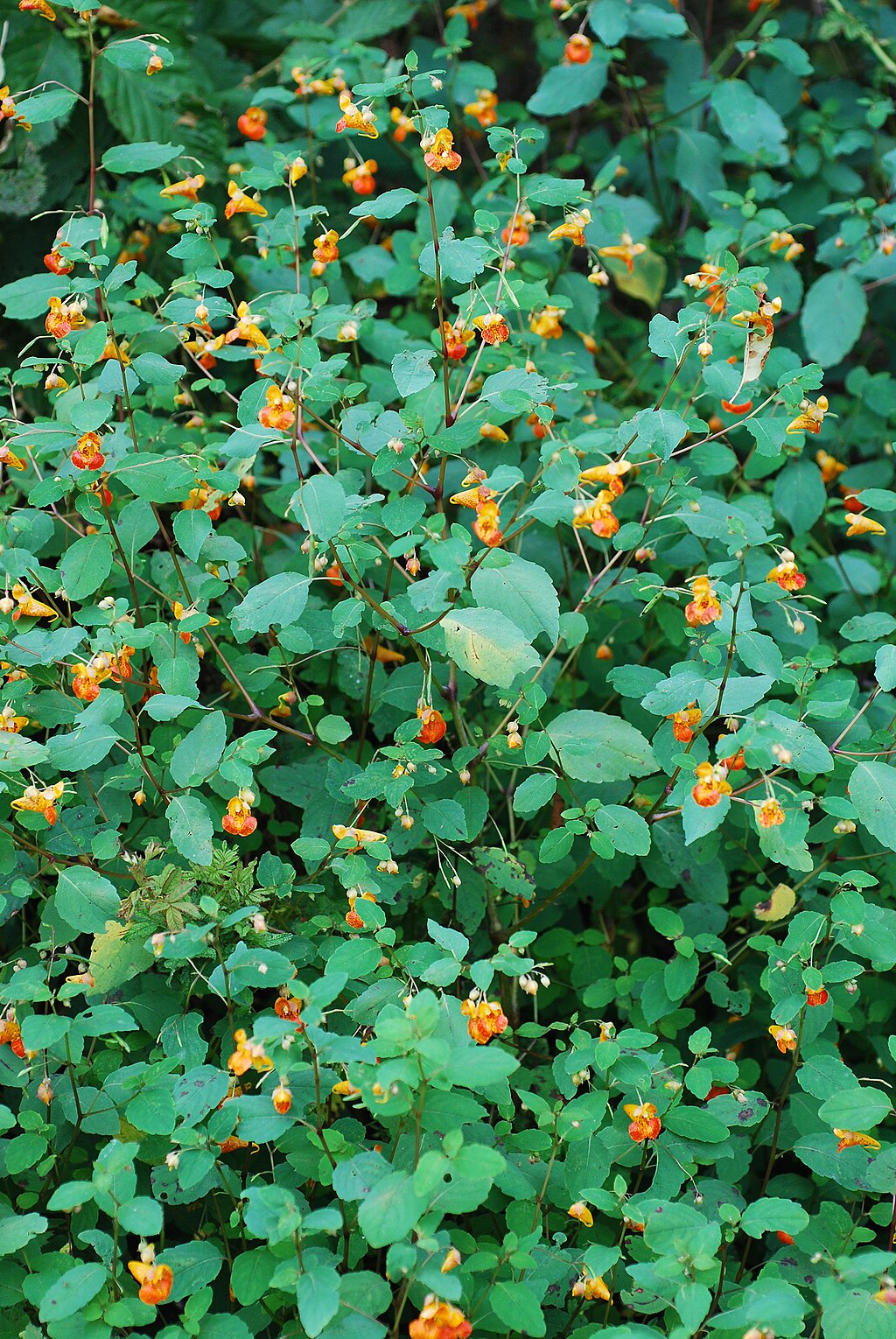 Weed of the Month: Spotted Jewelweed - Marion SWCD