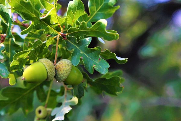 Oak Woodlands and Savannas - Marion SWCD