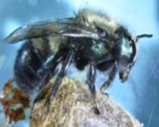 Mason Bees - Marion SWCD