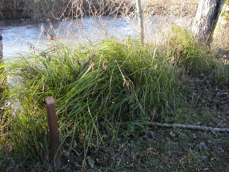 Slough Sedge - Marion SWCD