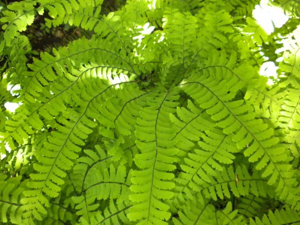 Western Maidenhair Fern - Marion SWCD