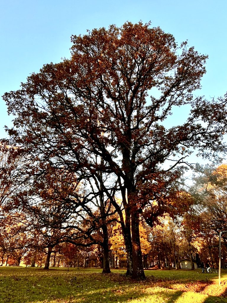 Oak Woodlands and Savannas - Marion SWCD