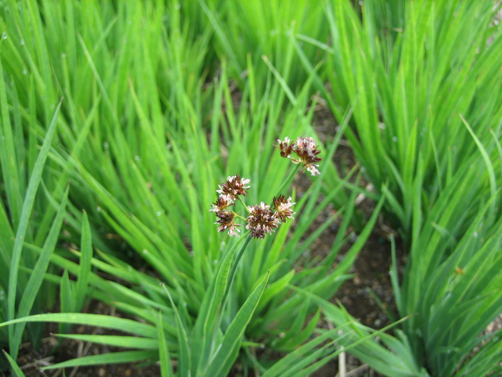 Dagger-leaf Rush - Marion SWCD