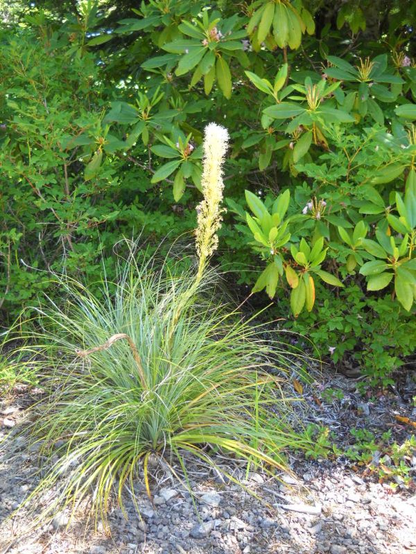 Beargrass - Marion SWCD