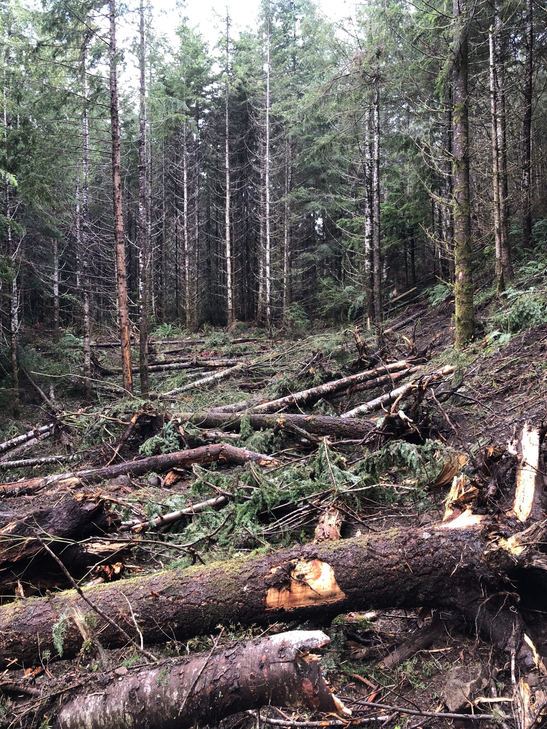 Wildfire - Marion SWCD