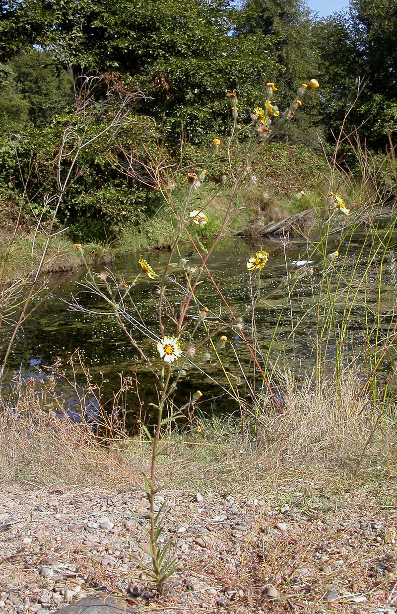 Showy Tarweed - Marion SWCD