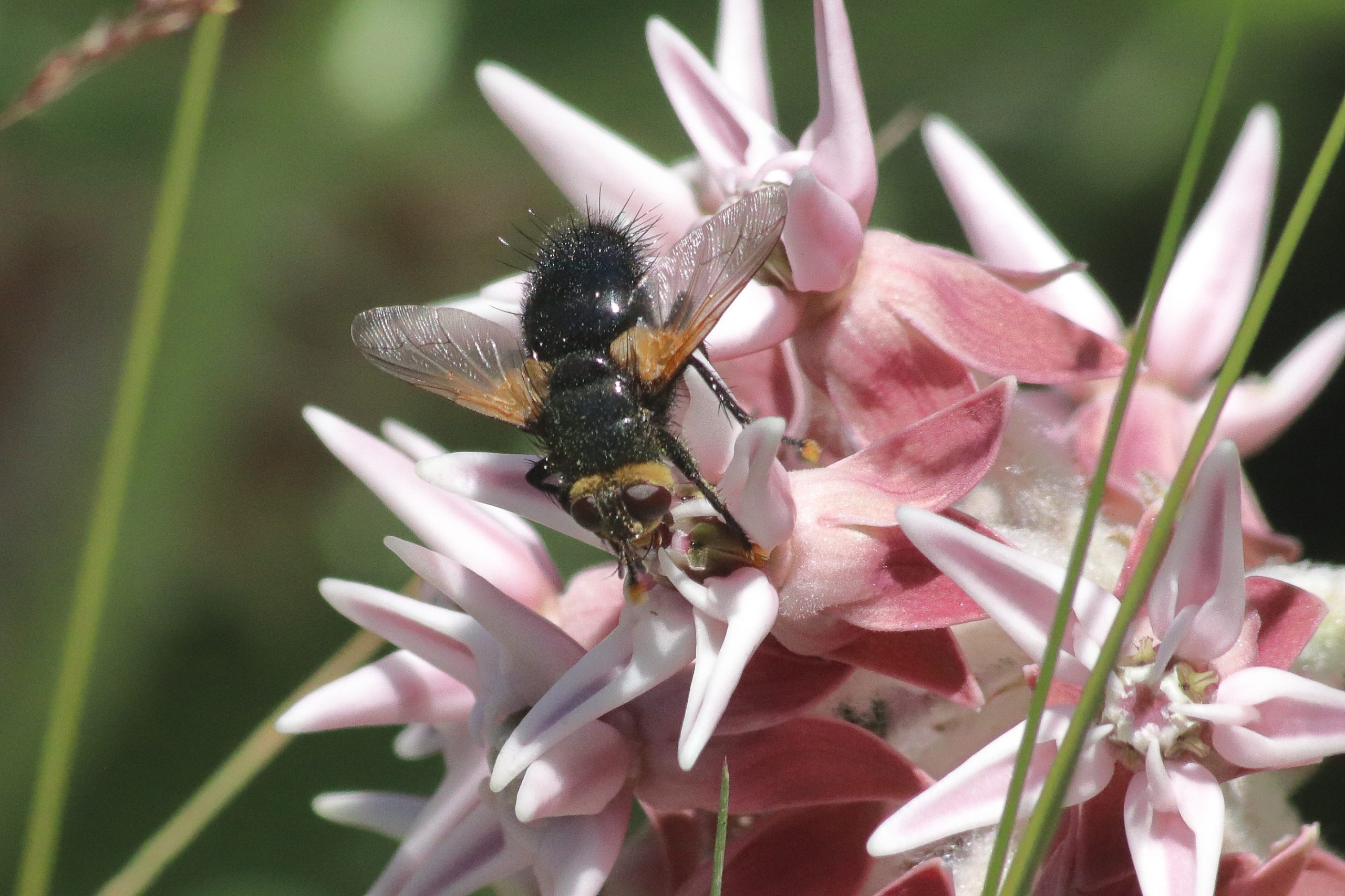 Working with Milkweed in the Home Garden - Marion SWCD