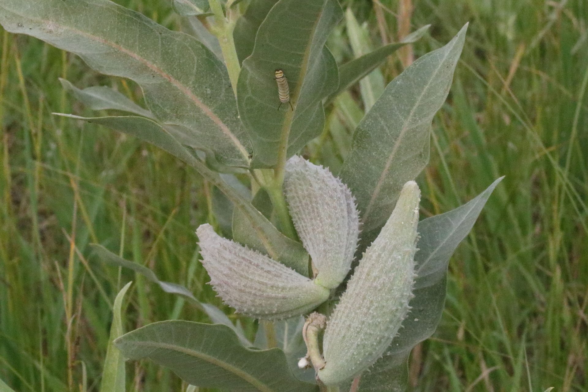 Working with Milkweed in the Home Garden - Marion SWCD