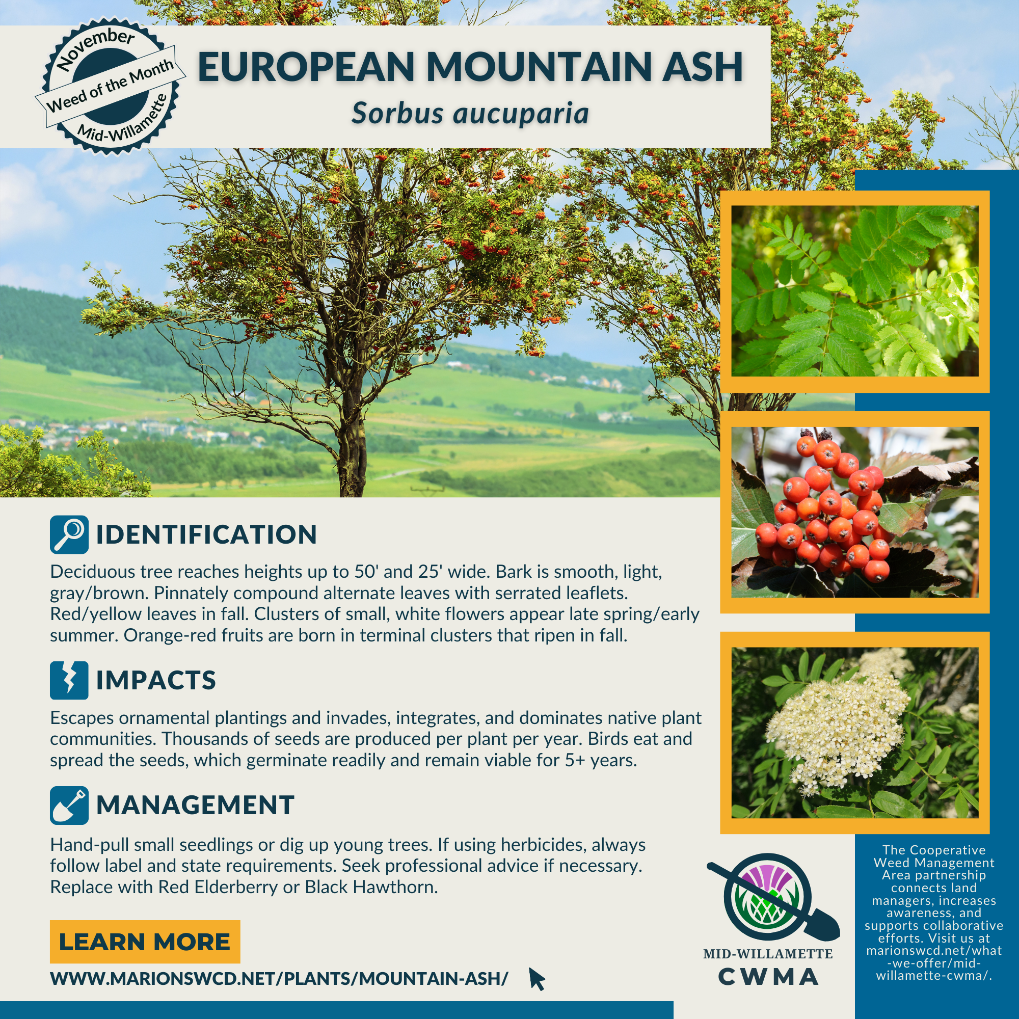 Weed of the Month: European Mountain Ash - Marion SWCD