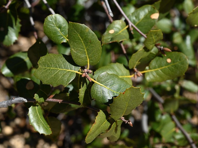 Interior Live Oak - Marion SWCD